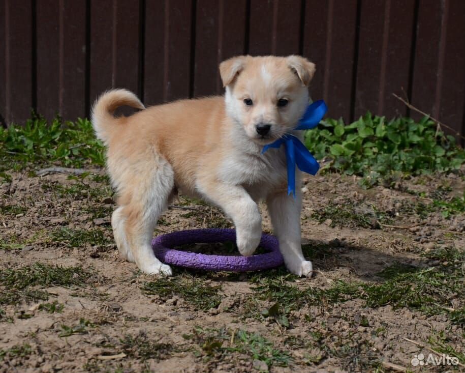 Щенок (мальчик, 2 месяца) в дар