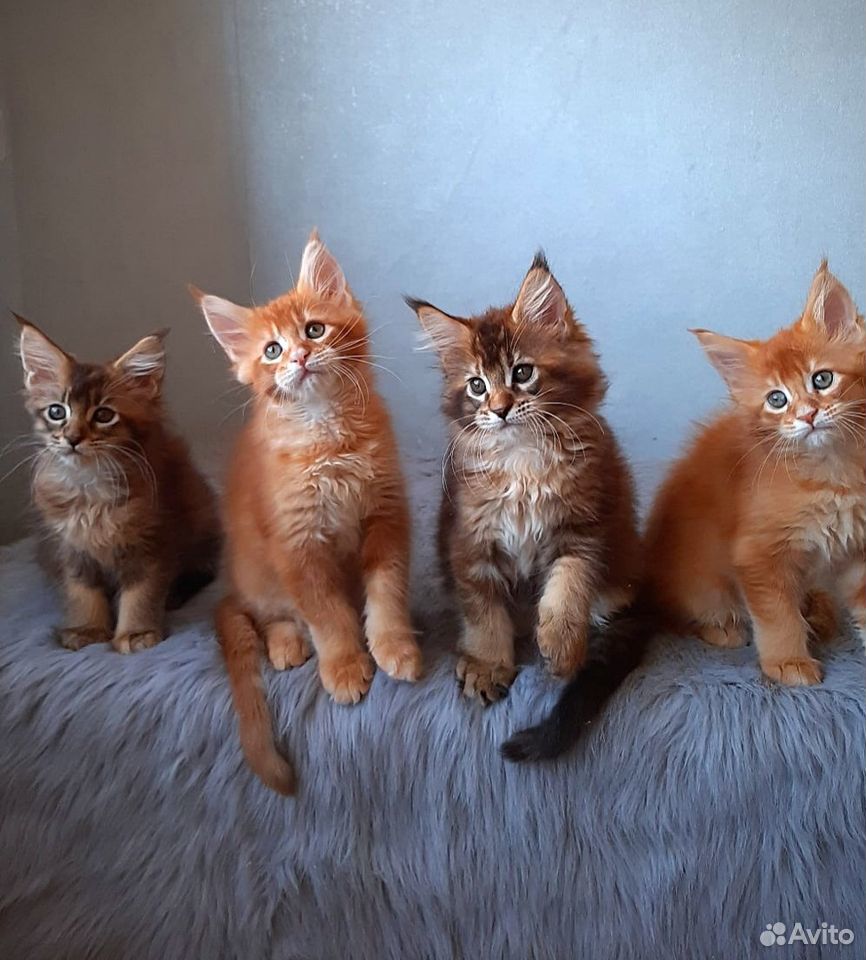 Шикарные куночки