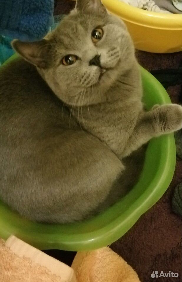 Кот британец для вязки