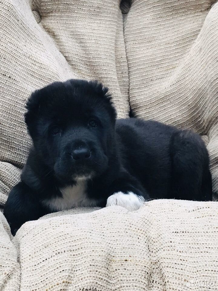 Сао продаётся алиментный малыш