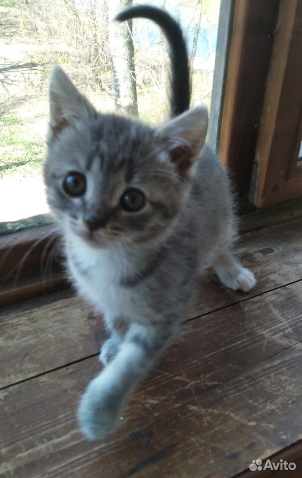 Кошка