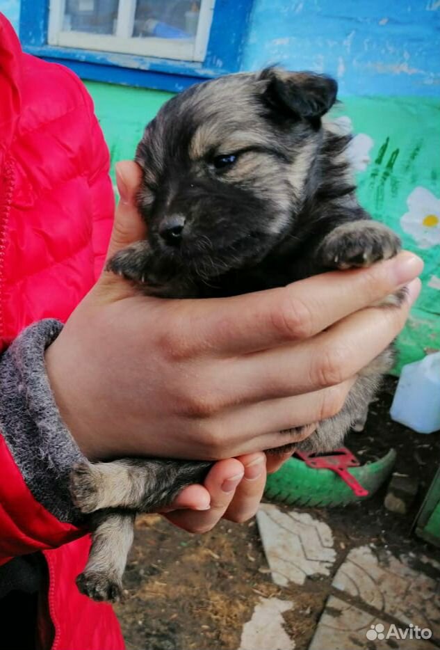 Собака