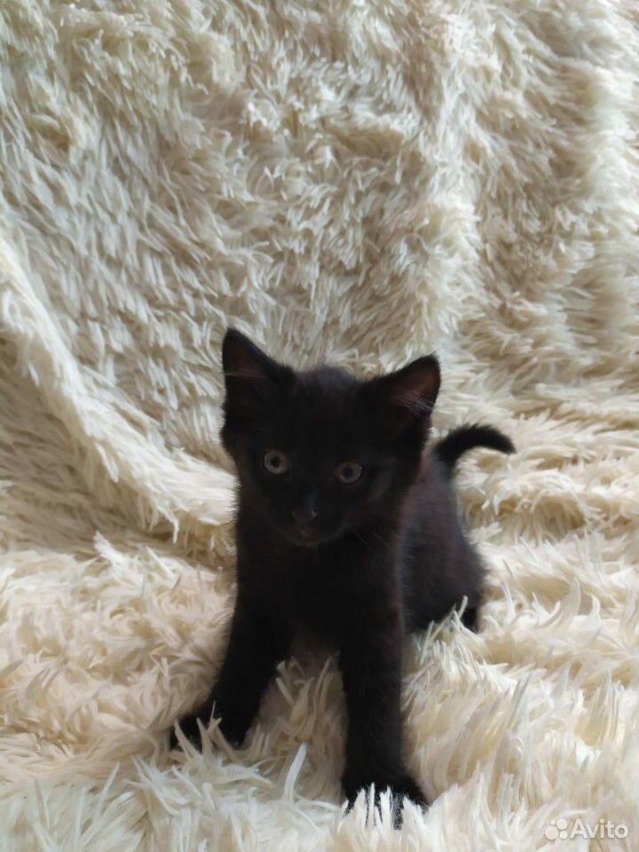 Кошка