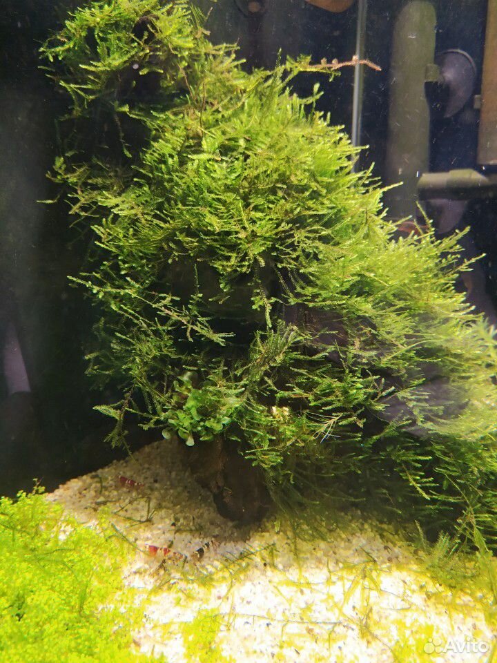 Мох Рождественский Christmas moss