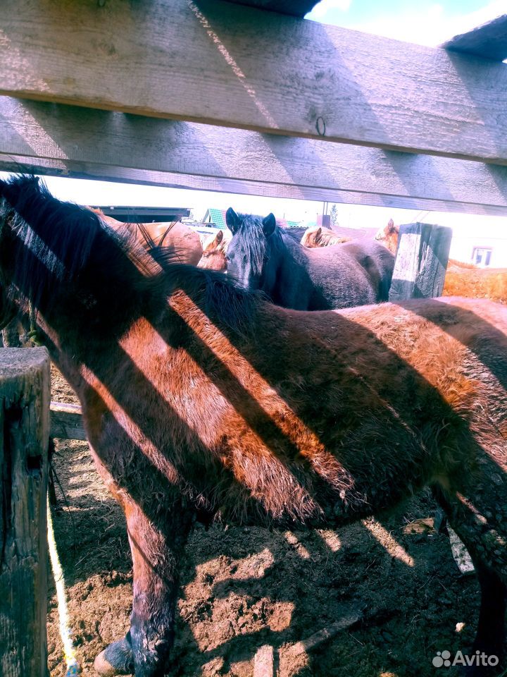 Обмен 3 летки жирная