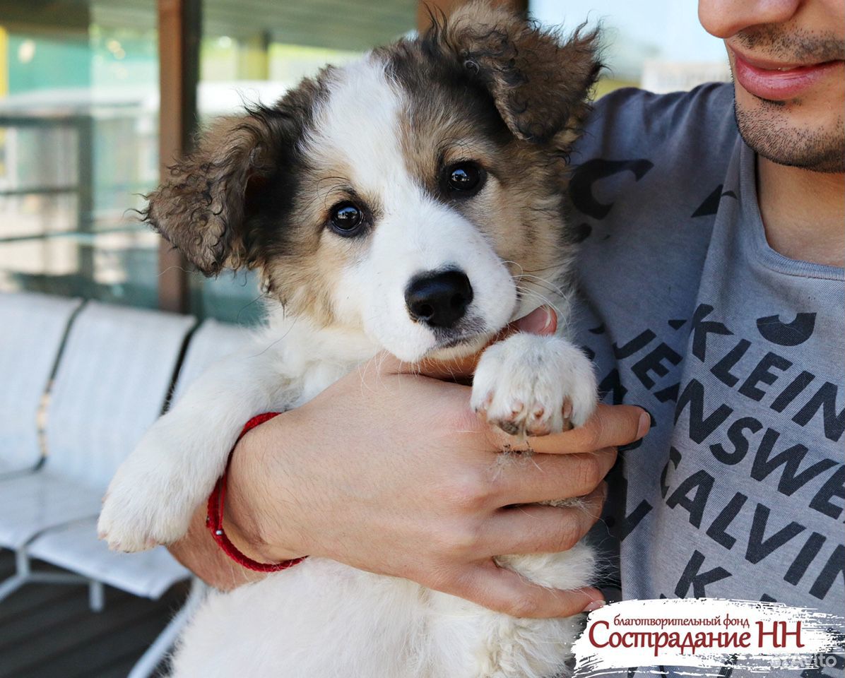 Щенок в добрые ручки