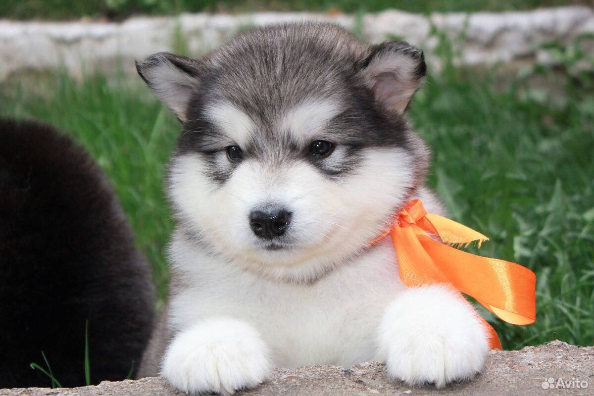 Аляскинский маламут