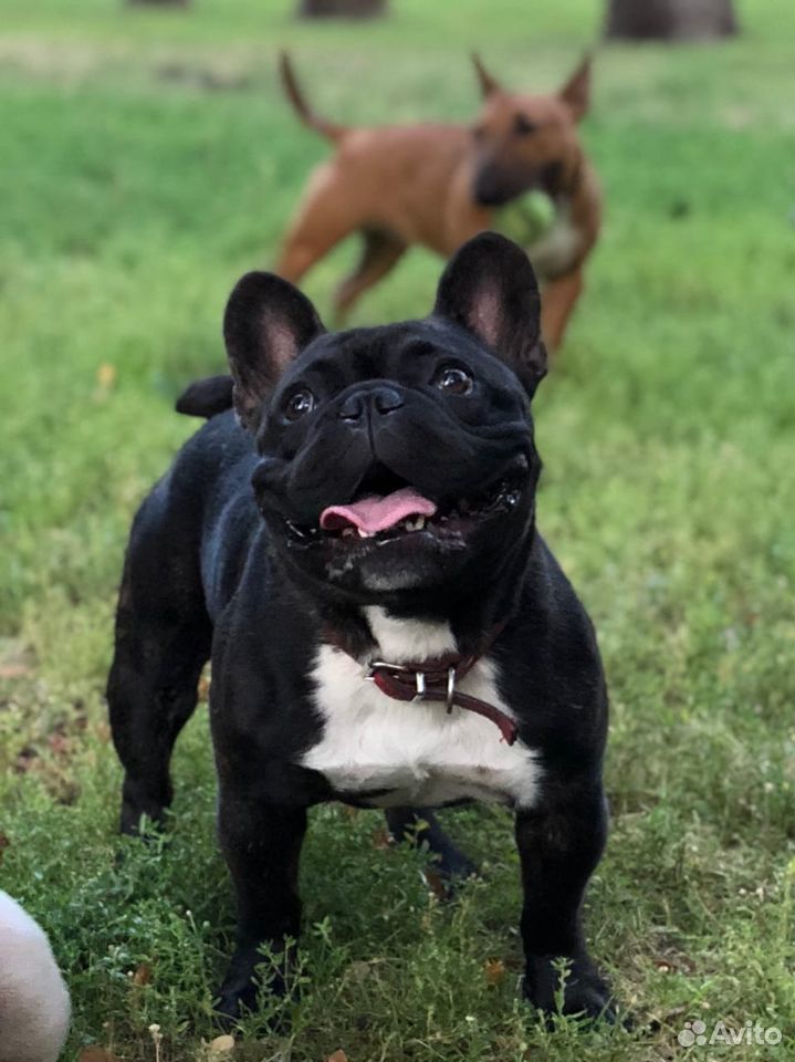 Французский бульдог. Вязка