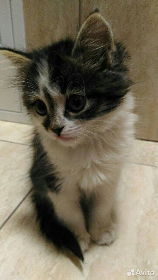 Котенок