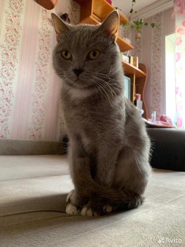 Отдам Британца