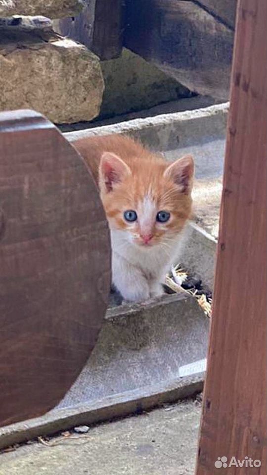 Котята