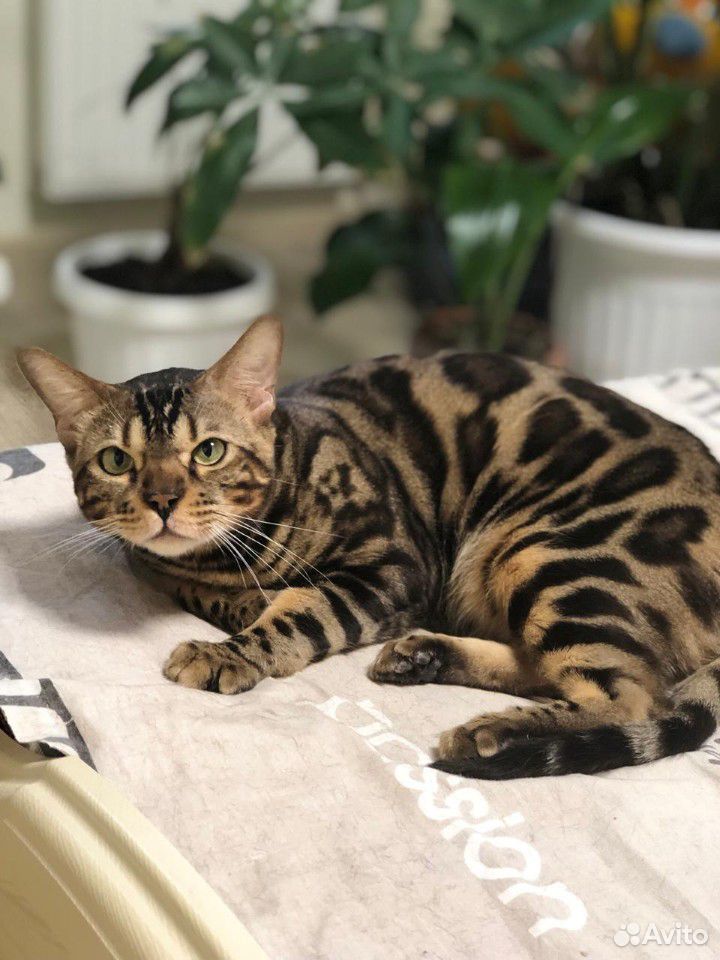 Бенгальская в добрые руки