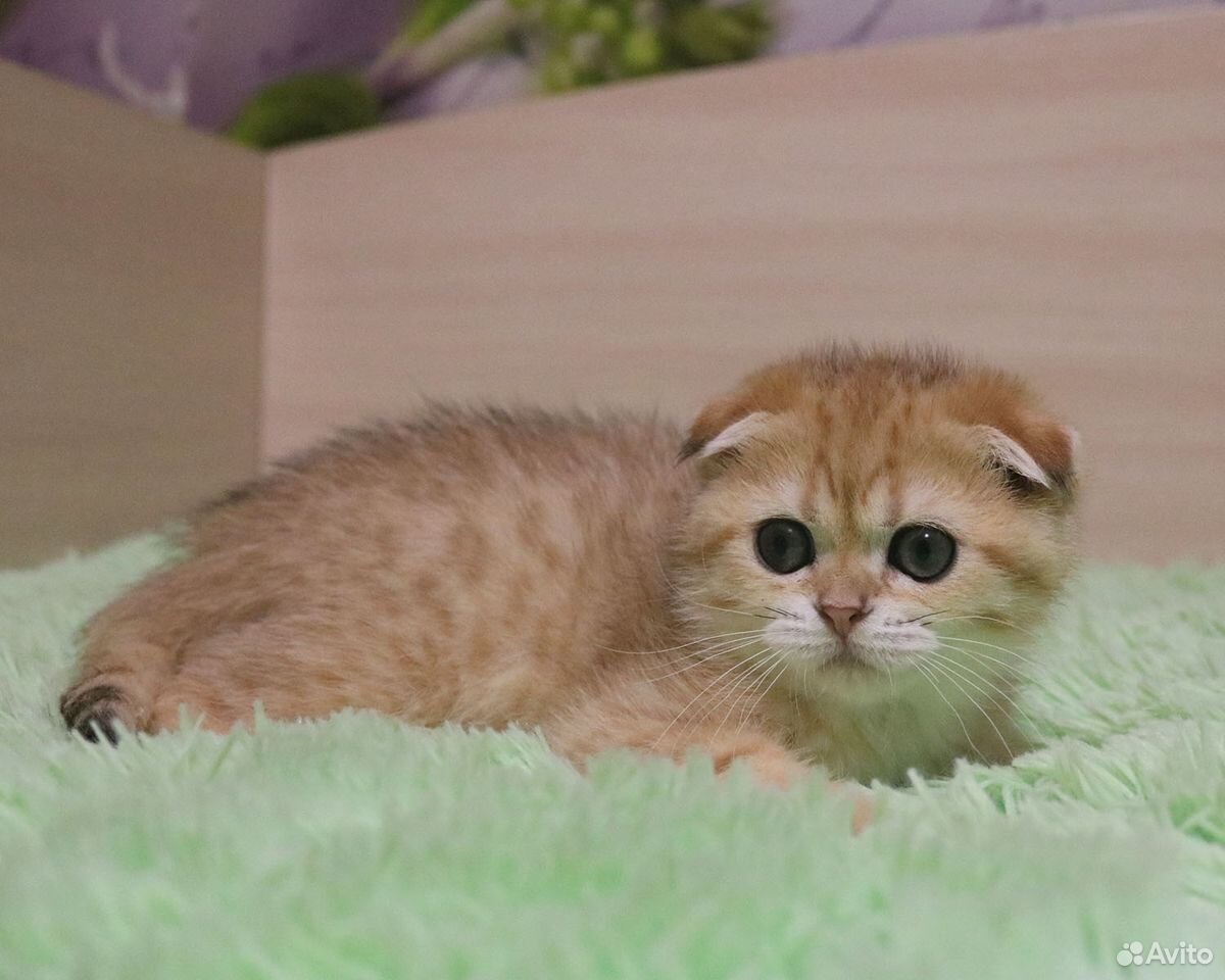 Золотой пятнистый вислоухий котик