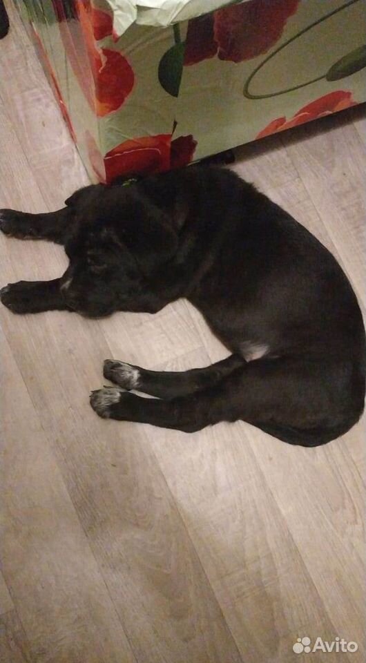 Кане Корсо прекрасная девочка