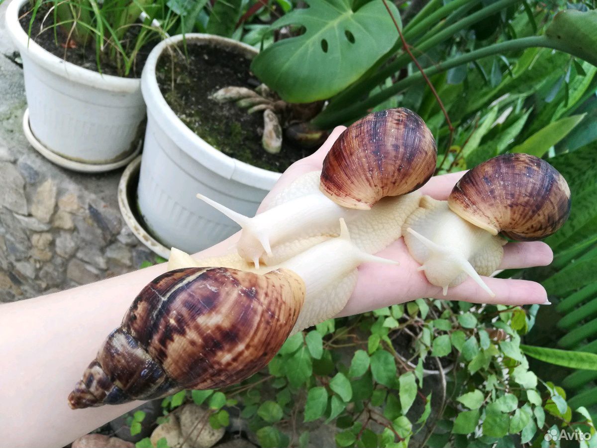 Улитка ахатина