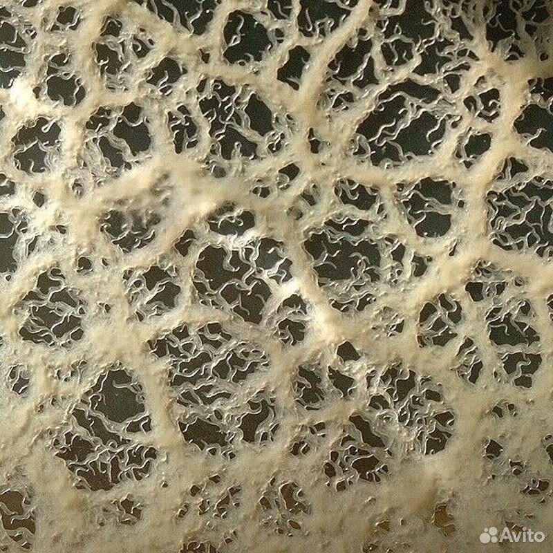 Нематода. Микро корм. Живая пыль. Уксусная угрица