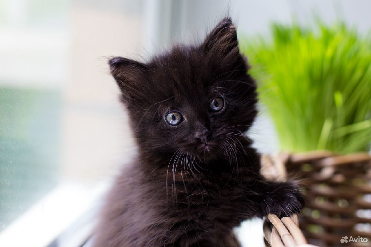 Меховой котомишка: самый теплый котенок