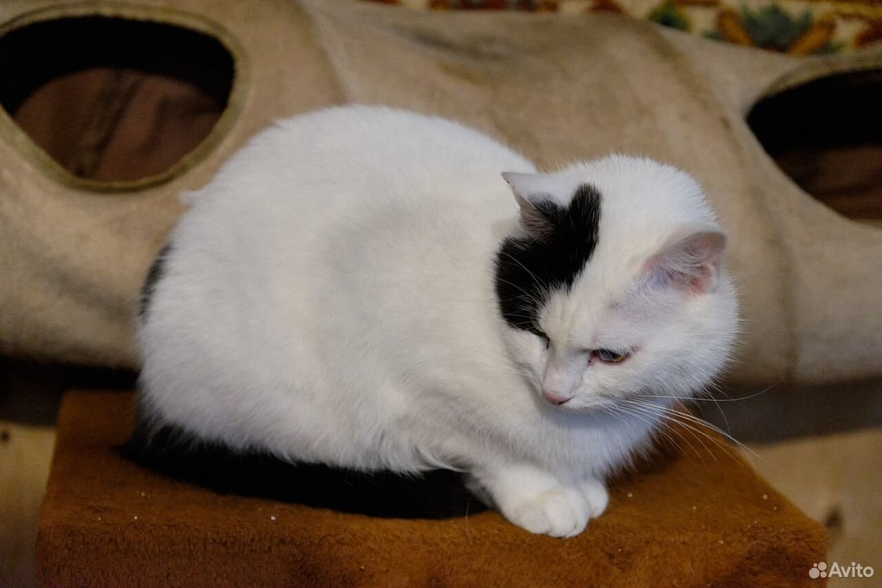 Кошка Муля ищет дом