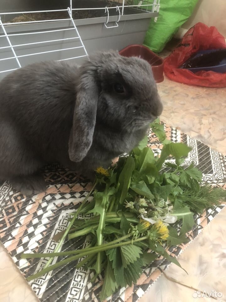 Вязка кролика