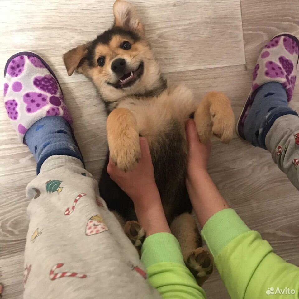 Собака