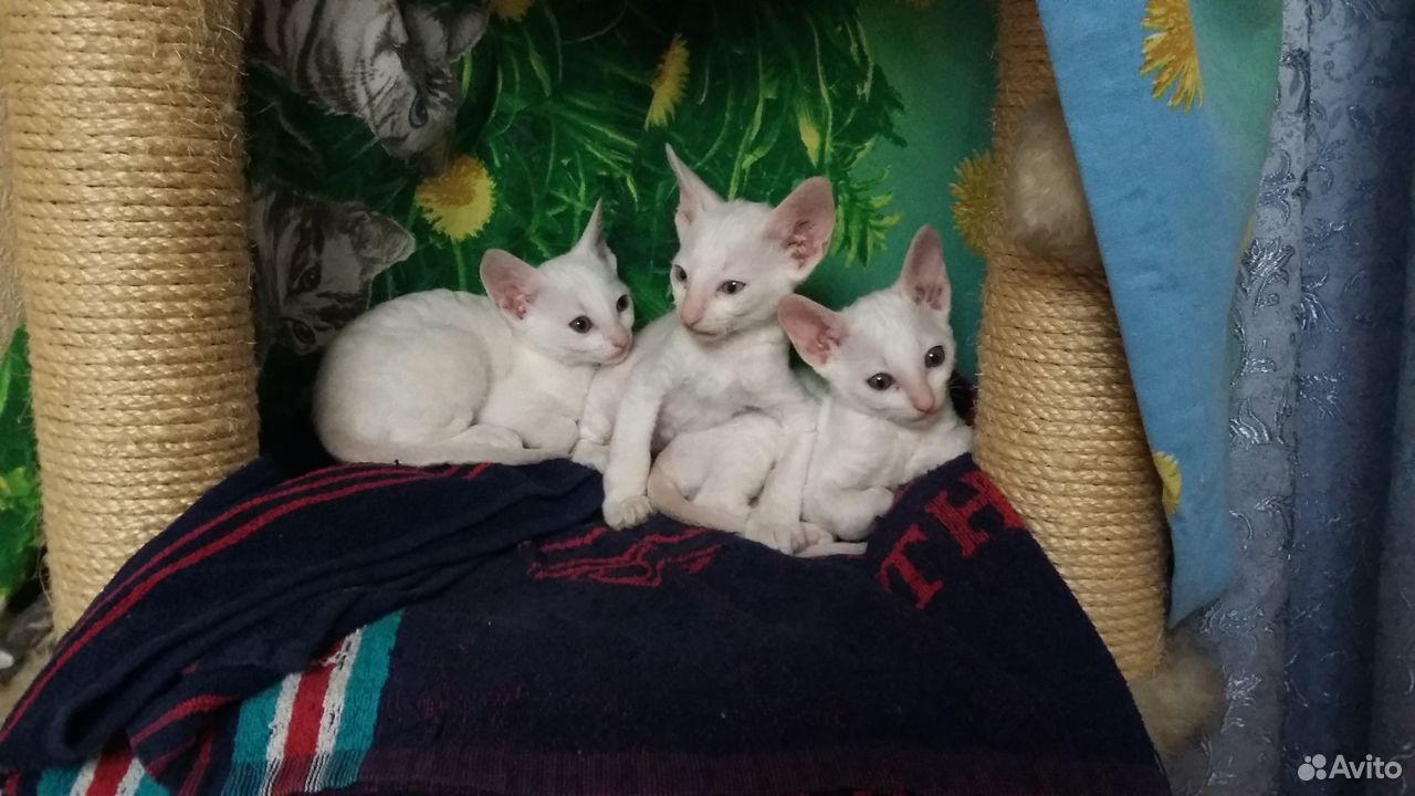 Котята Корниш-рекс