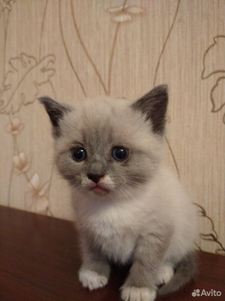 Голубоглазый котенок