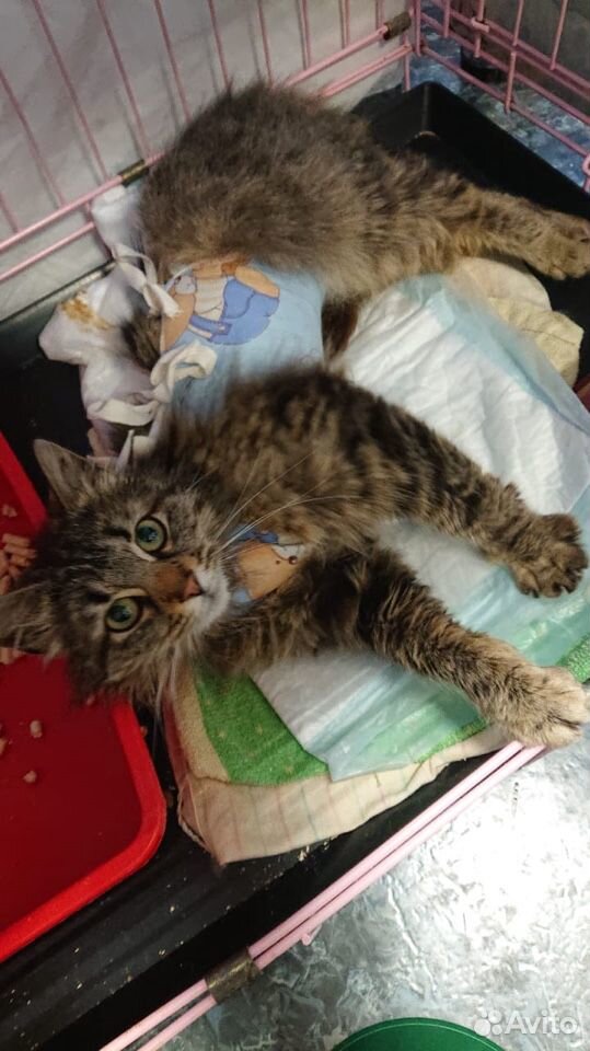Кошечка 8месяцев
