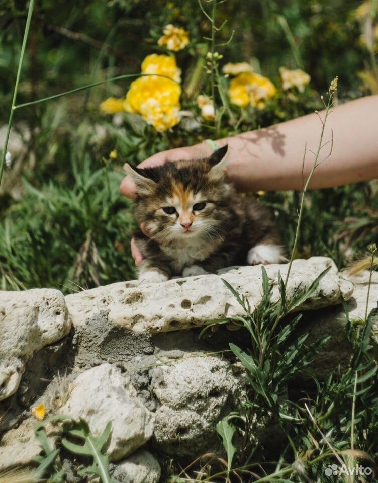 Котёнок в добрые руки