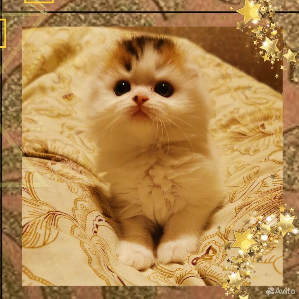 Элитная девочка Хайленд фолд