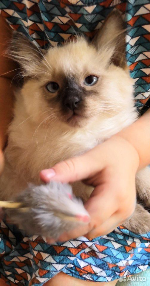 Тайский котенок