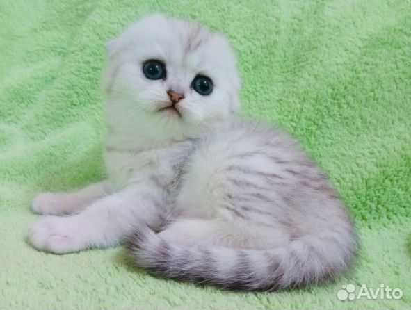 Серебряная вислоухая шиншилла зеленоглазая Бен