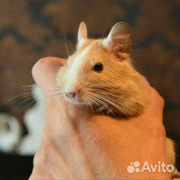 Ручные белочки дегу с доставкой