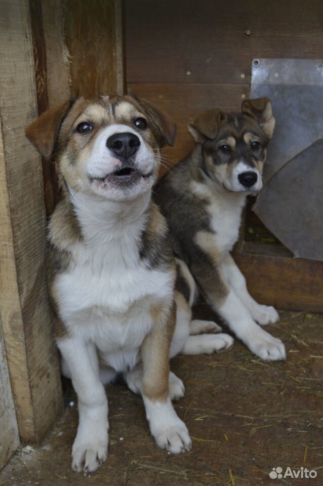 Подростки мальчики для охраны