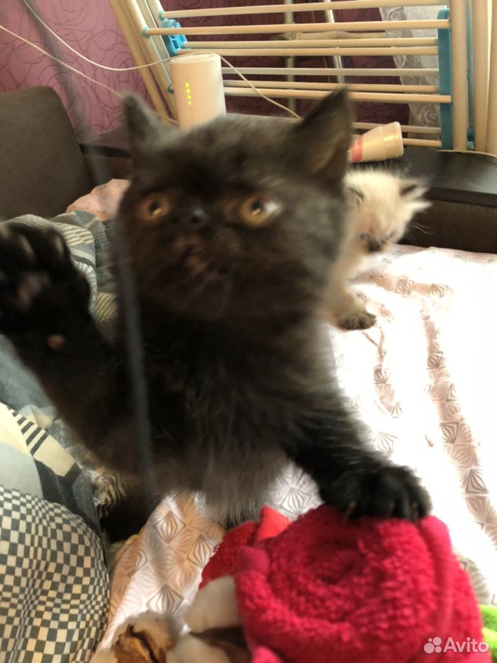 Котёнок Сема