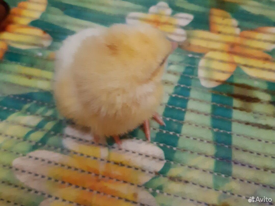 Бролер рос 308