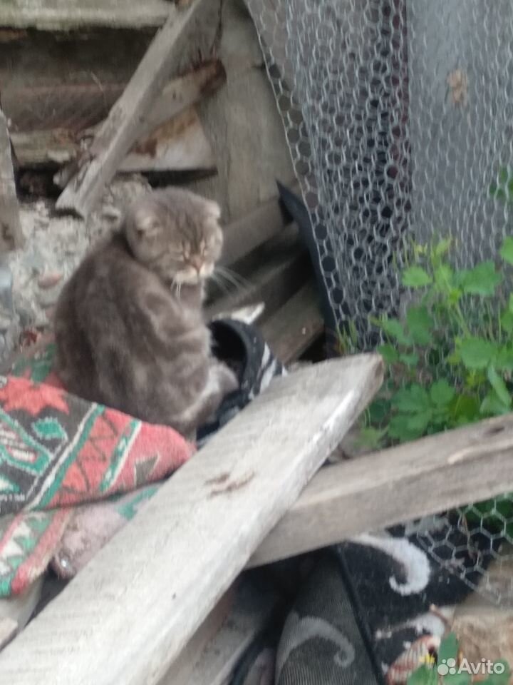Найден кот