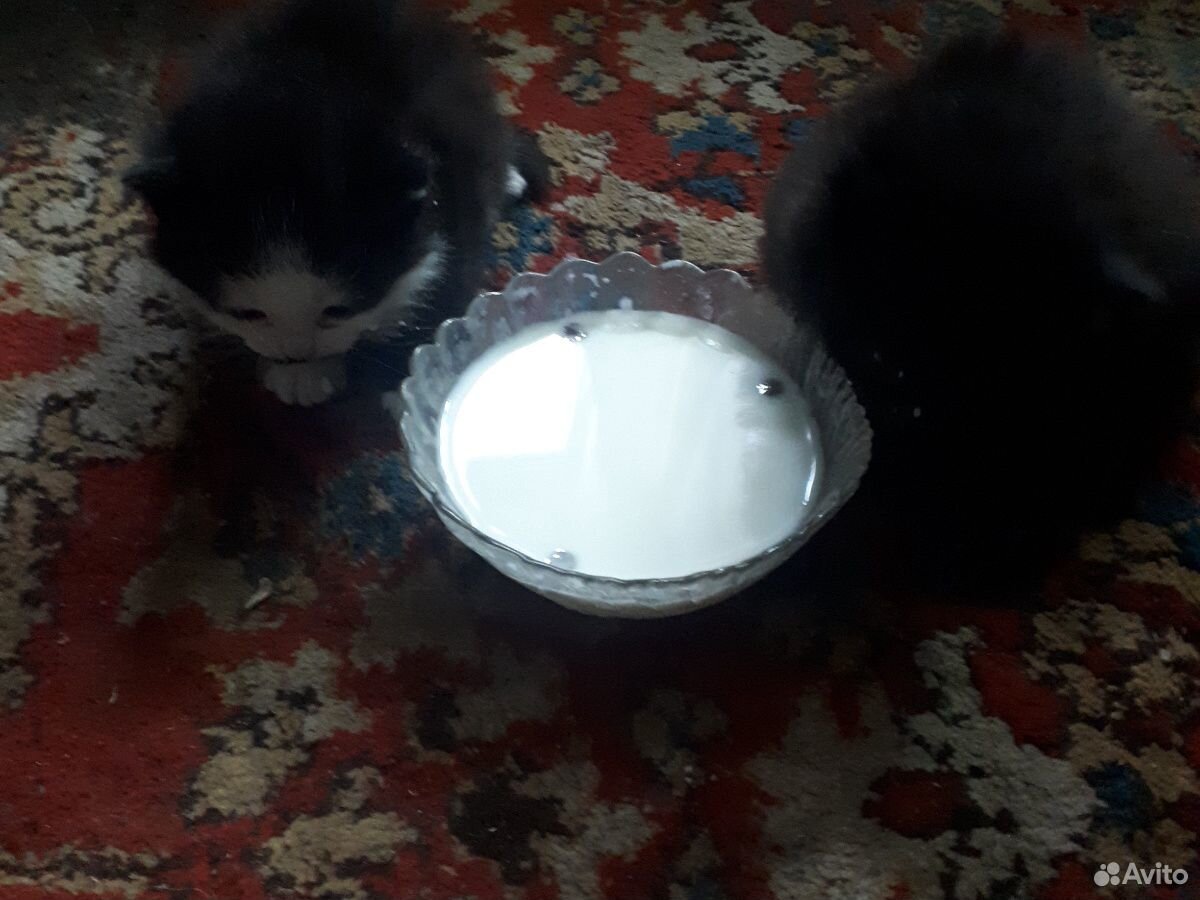 Котята