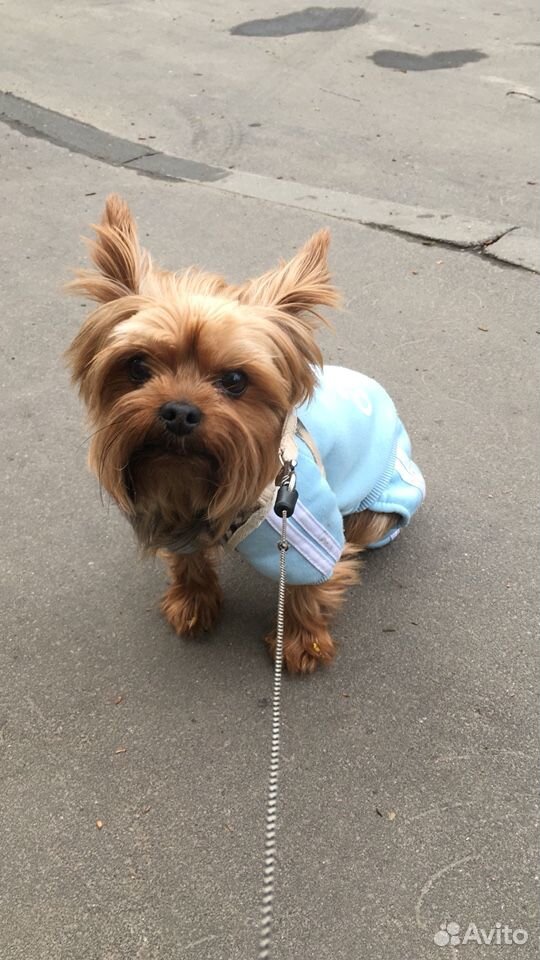 Йоркширский терьер