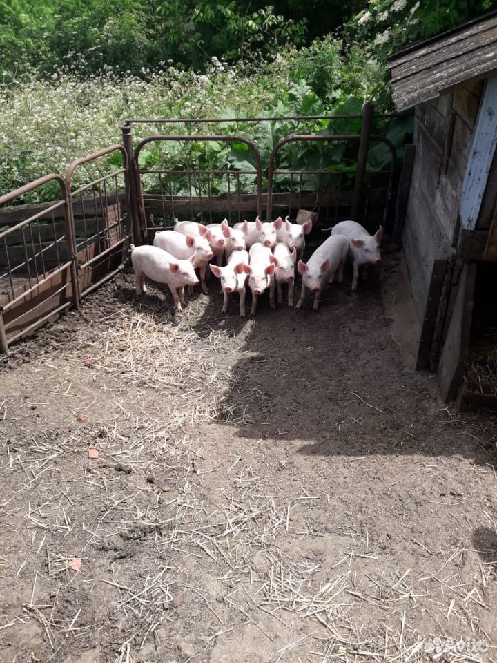 Продажа животных