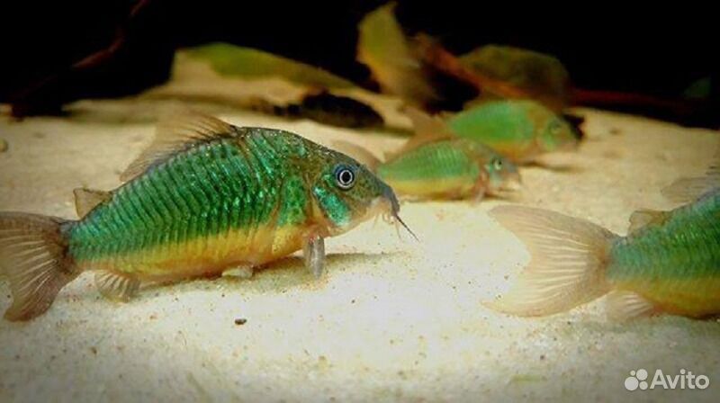Аквариумная рыбка сом брохис изумрудный