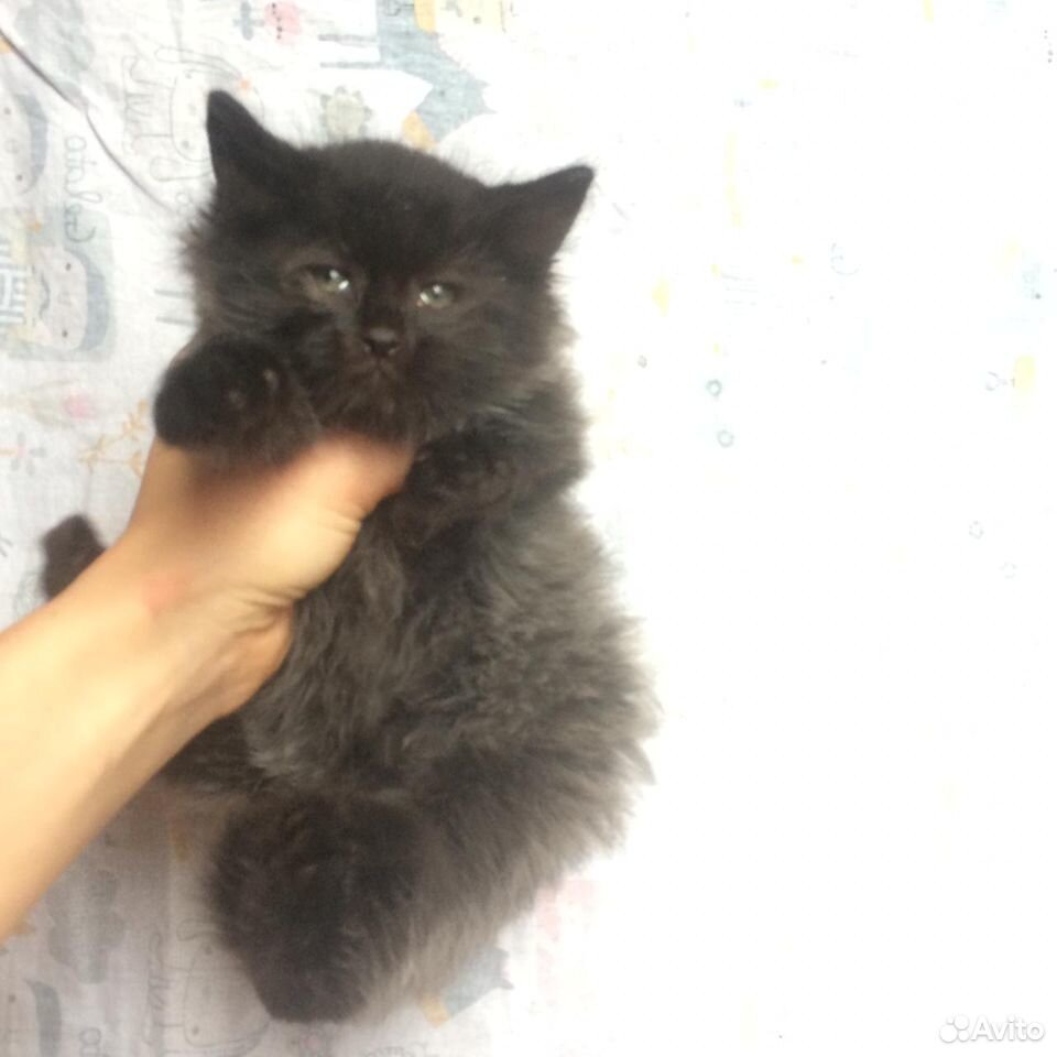 Серо-бурый котенок