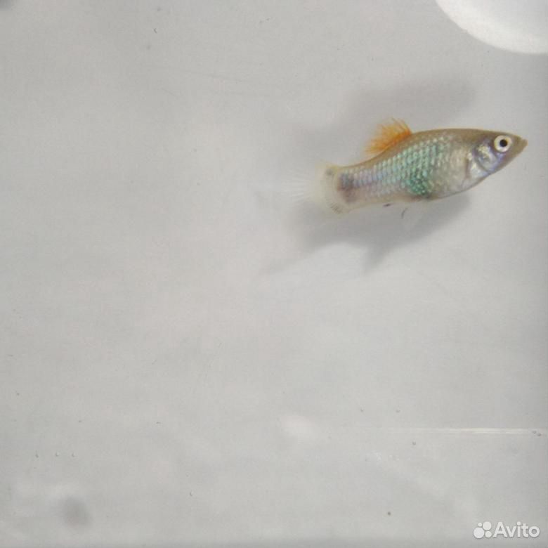Отдам мальков пецилии и пистию
