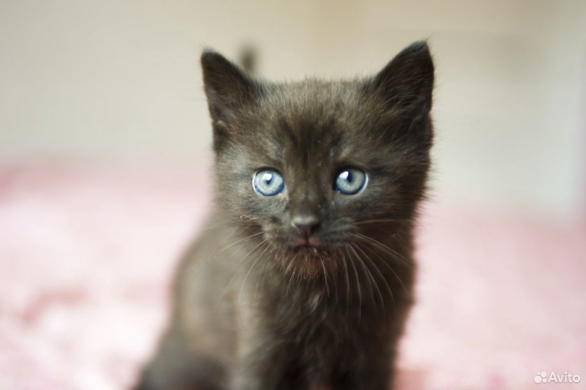 Кото-девочка ищет дом