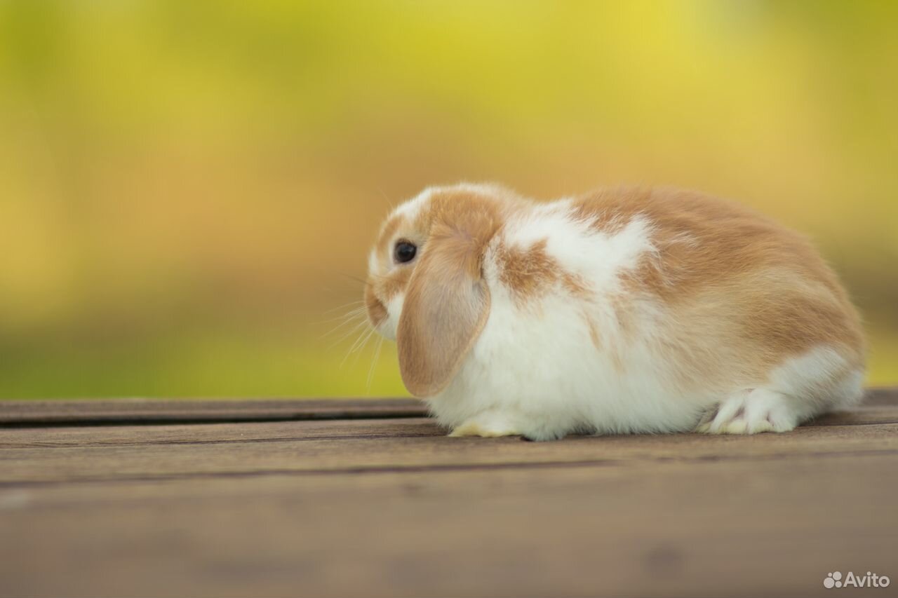 Карликовые кролики - Солнечные зайчики. Видео