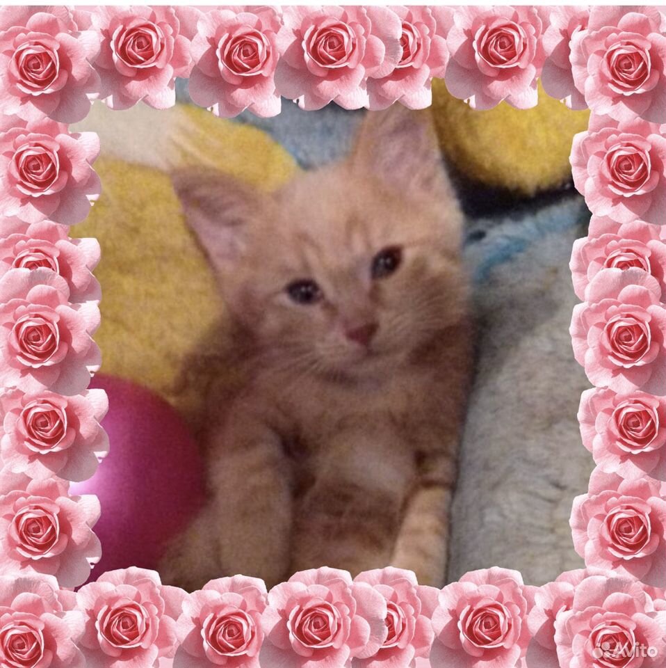Котёнок 2 мес девочка в дар