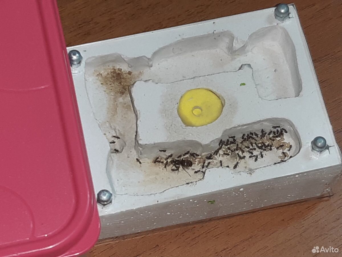 Муравьиная ферма и муравьи