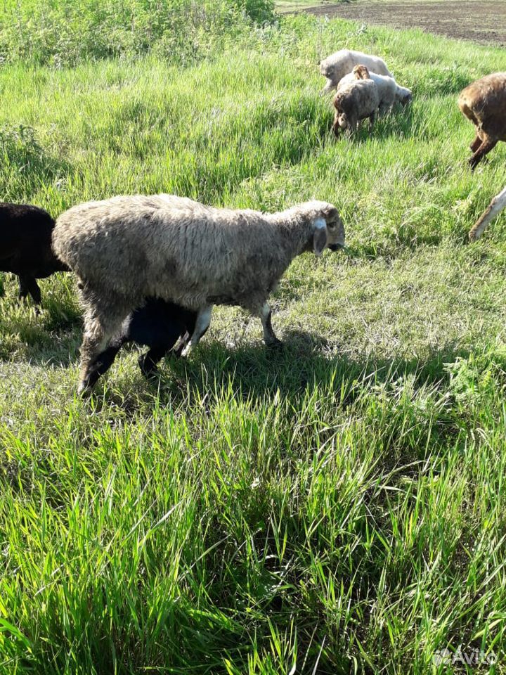 Продам баранчиков