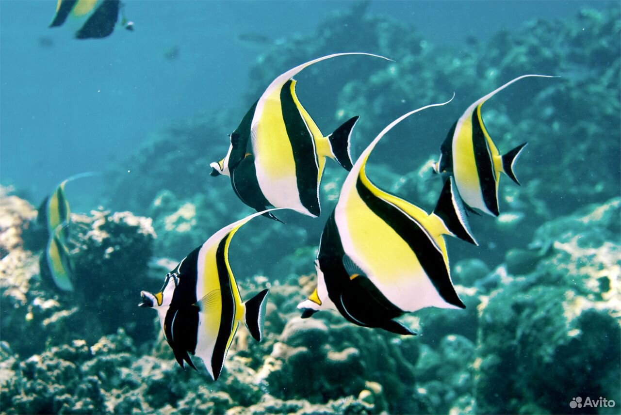 Морские обитатели