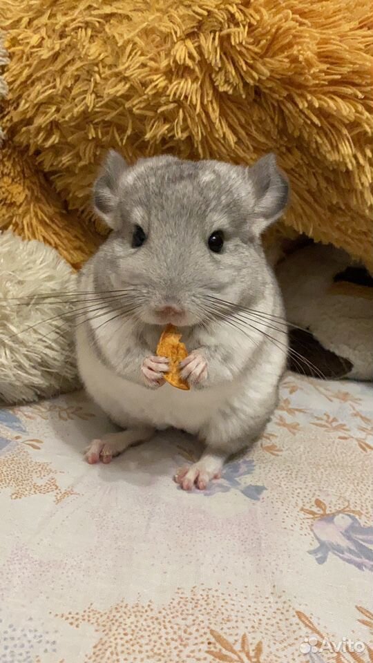 Шиншилла серебристая мозаика