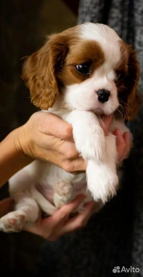 Ккчс красотка спаниель